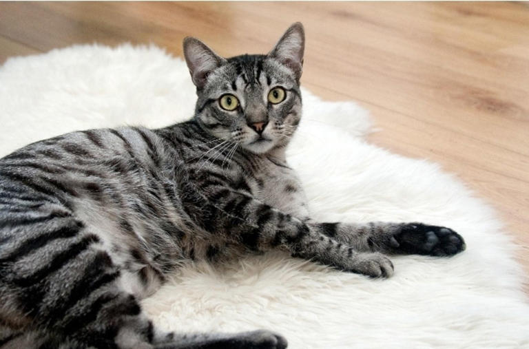 Bukan Mitos! Kucing Bisa Tiru Perilaku Manusia dengan Akurasi 81%