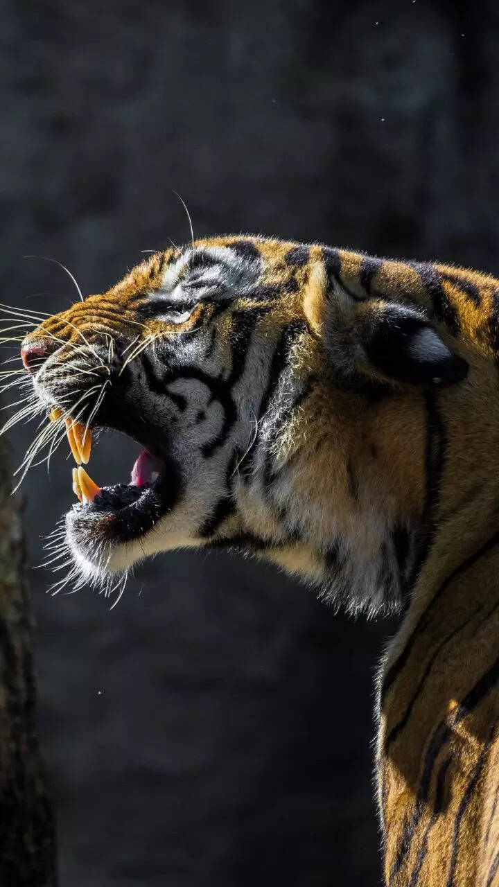 10 national parks in India for unforgettable tiger sightings