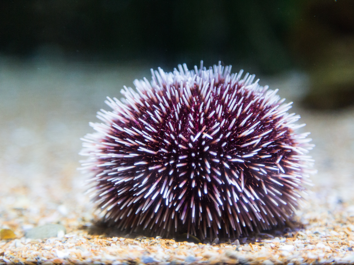 7 animals with the most unusual eyes