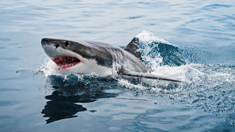 How Far Can Sharks Smell Blood?