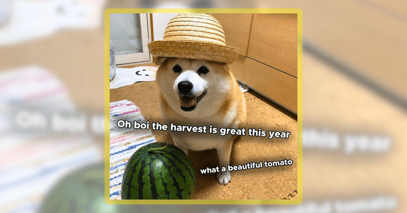 23 Doggo Funnies for Dog Fans Who Need a Woofing Laugh