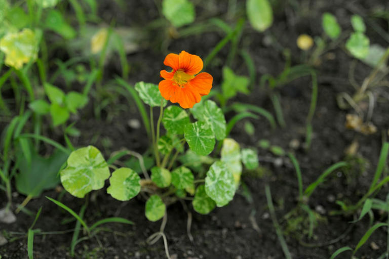 The Colorful Flower That Practically Grows Itself—And Makes the Perfect ...