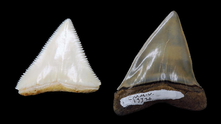Calvert Fossils Reveal Shark Evolution