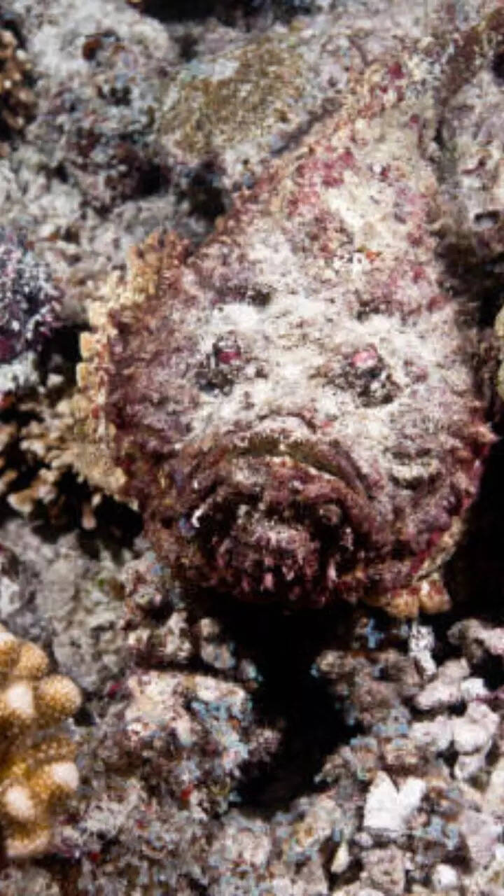 10 of the world’s most dangerous fish
