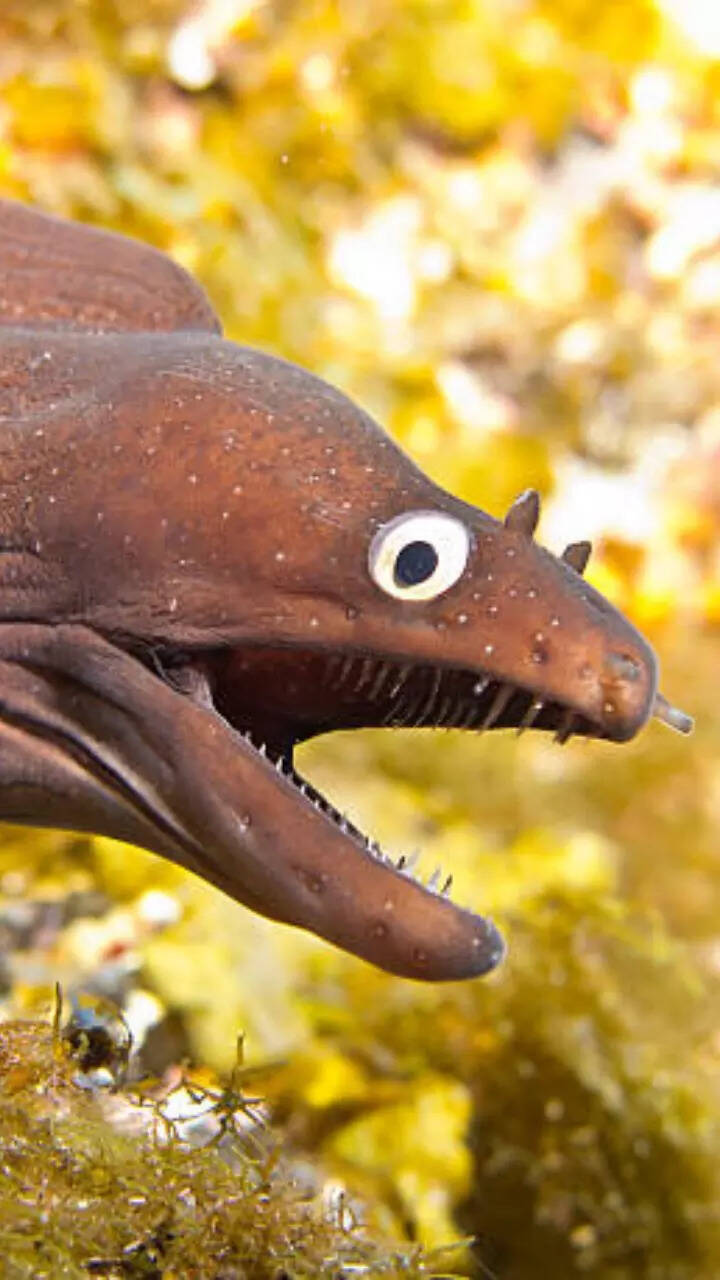 10 of the world’s most dangerous fish