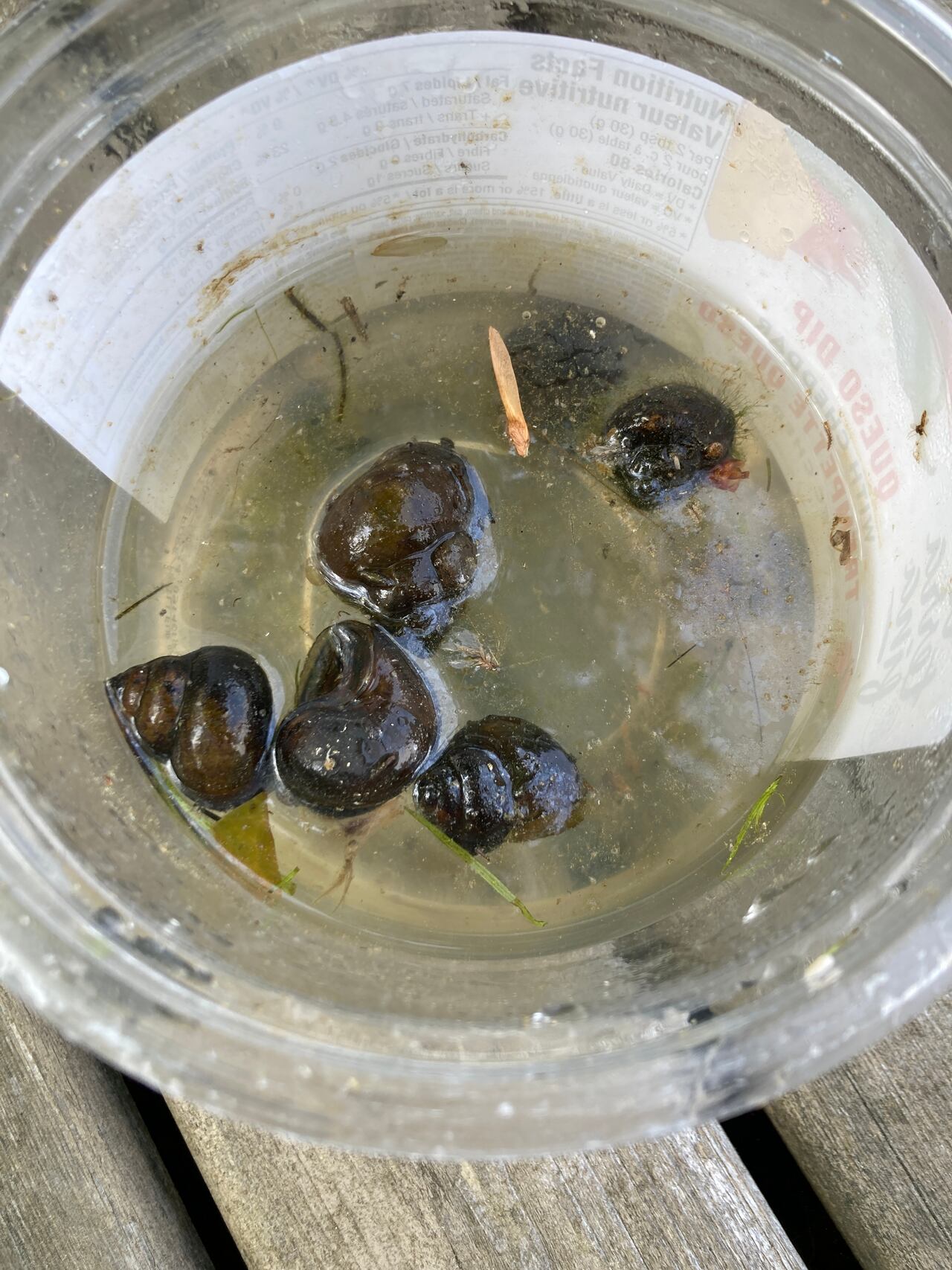 Die-off of hundreds of snails brings foul smell to Lake Micmac