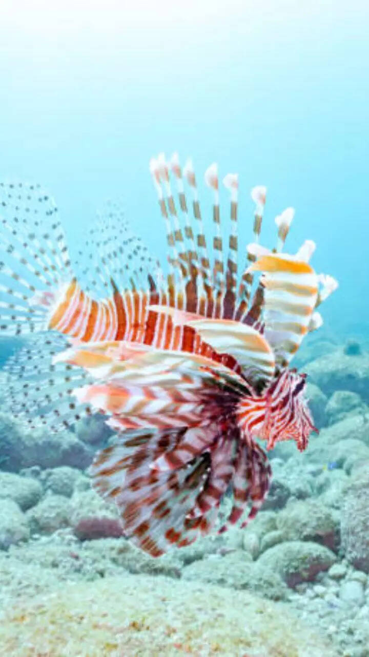 10 of the world’s most dangerous fish