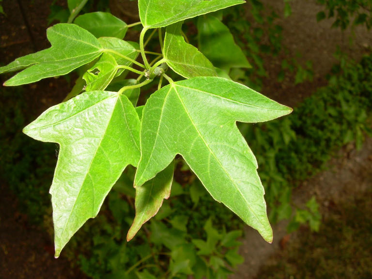 Guía completa para tener un árbol de arce japonés: cuidados, plantación ...