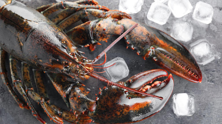 Do Lobsters Scream When You Boil Them?