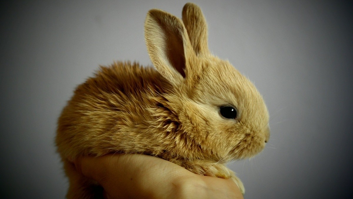 Best pet options to have at home if I have children