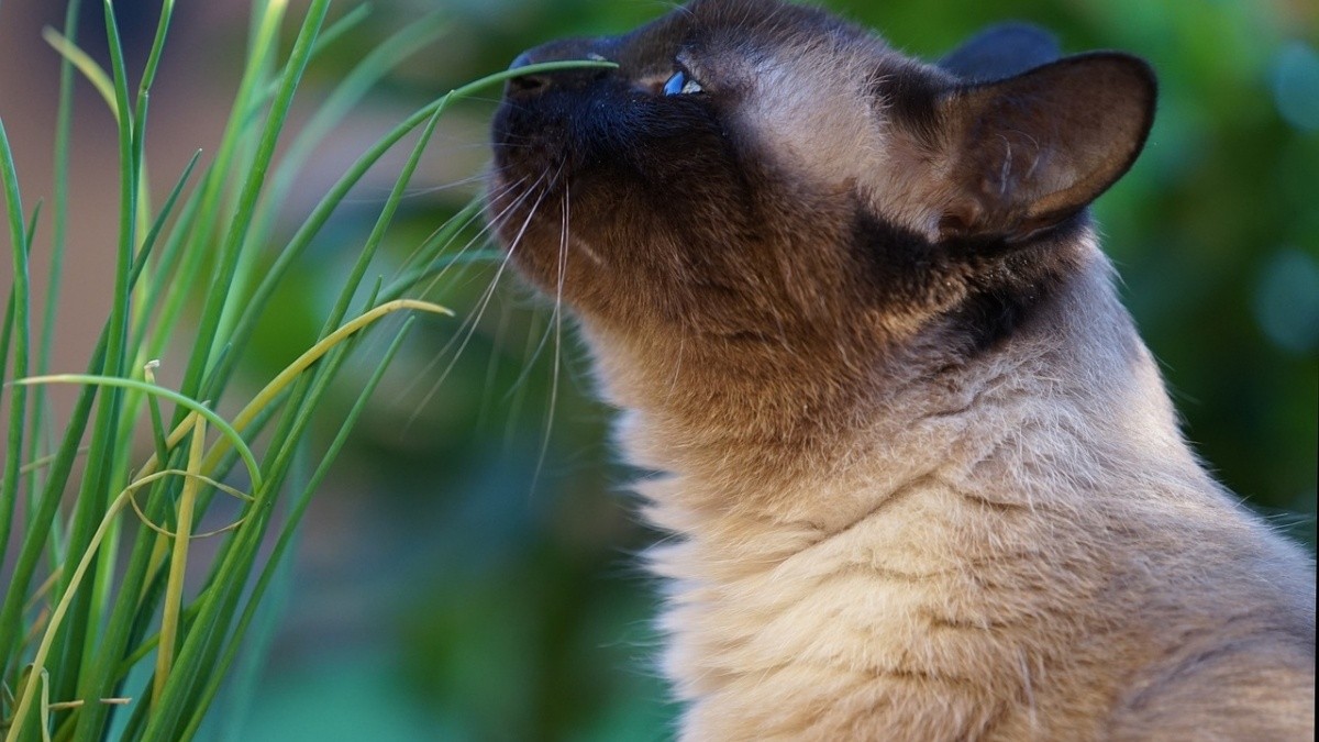 4 cat breeds that don't live that long and 4 with a long life expectancy