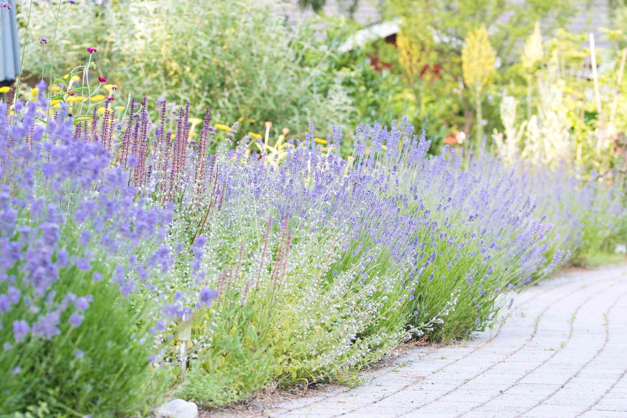 Does lavender really repel bugs? Garden experts say it works better on ...