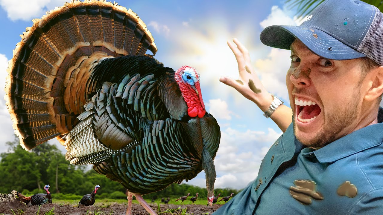 The Bizarre Truth About Turkeys: America’s Weirdest Bird