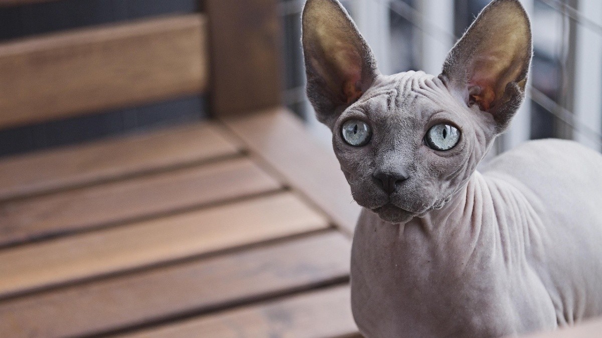4 cat breeds that don't live that long and 4 with a long life expectancy