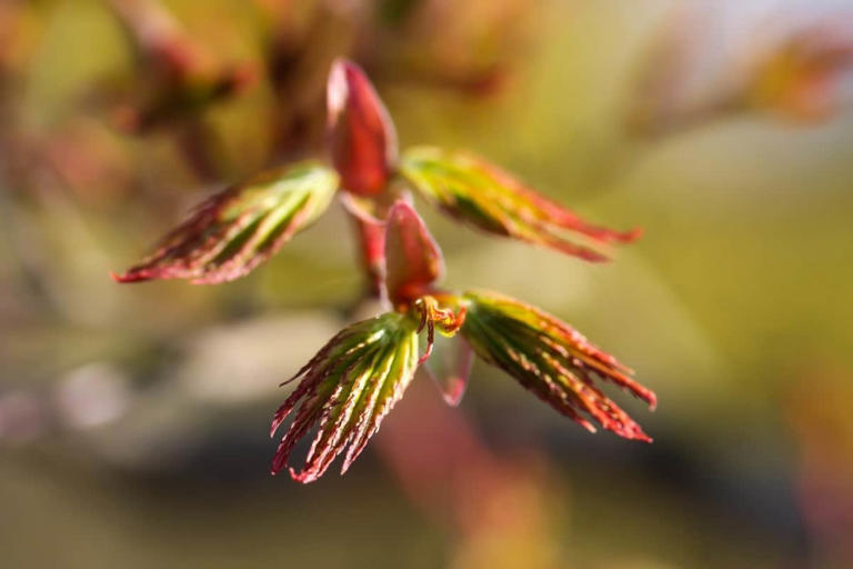 Guía completa para tener un árbol de arce japonés: cuidados, plantación ...