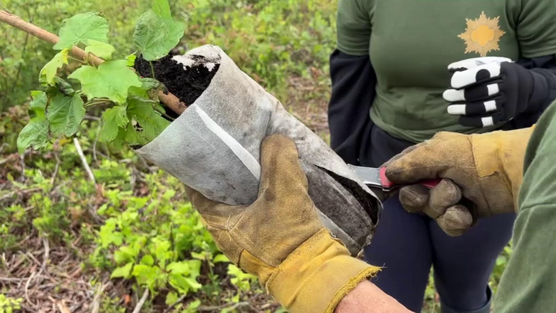 Girl Scouts revive ecosystem with tree planting project in Mountain Top
