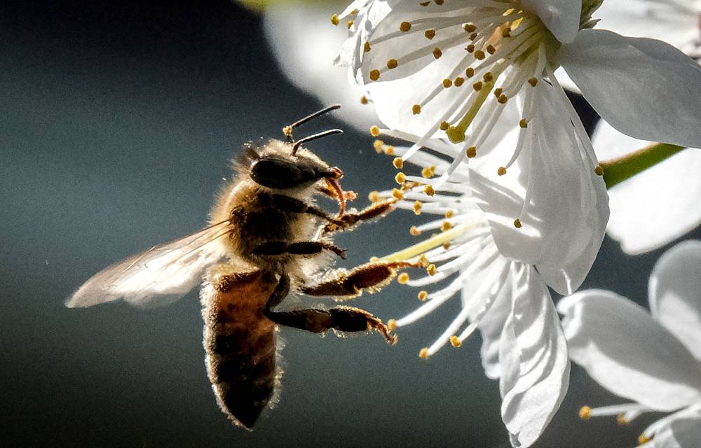 Longer exposure, more pollen: Climate change worsens allergies