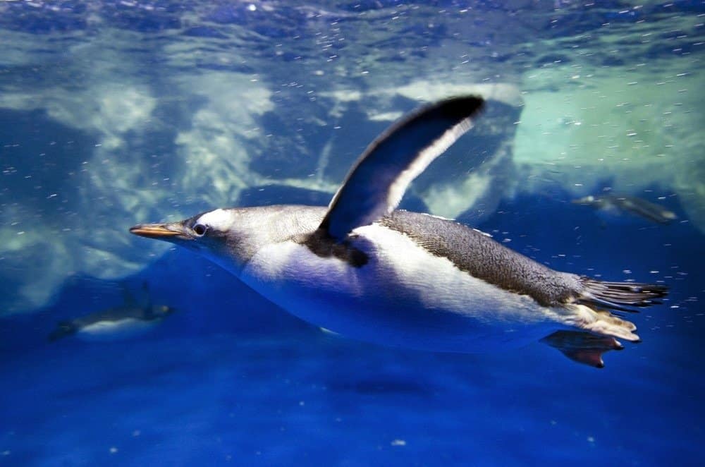 How Old Is the Oldest Penguin Ever?