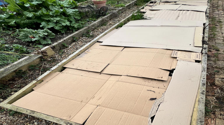 Don't Throw Out Old Toilet Paper Tubes: Reuse Them For A Lush Garden Oasis