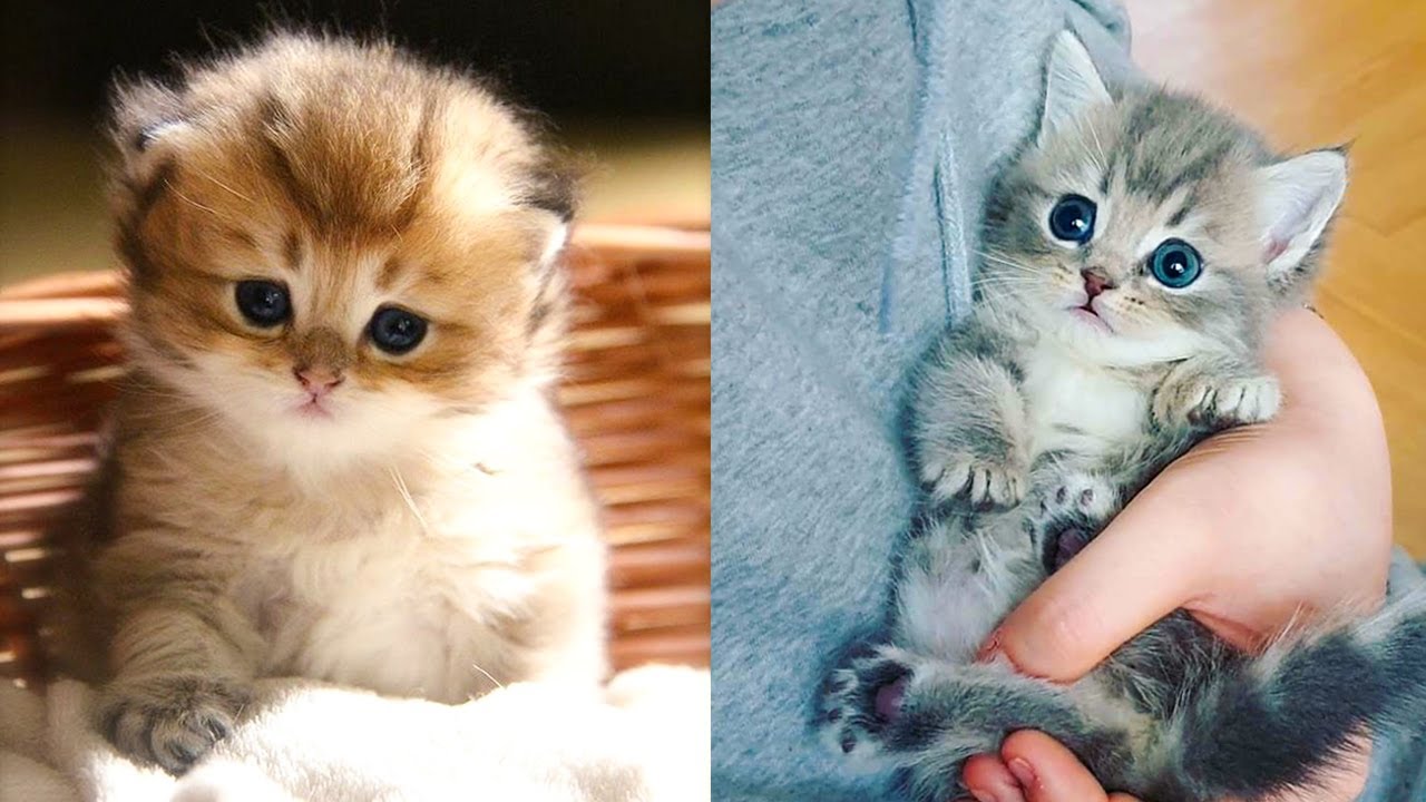 Feel-Good Vibes! This Playful and Adorable Kitten Will Make You Smile ...