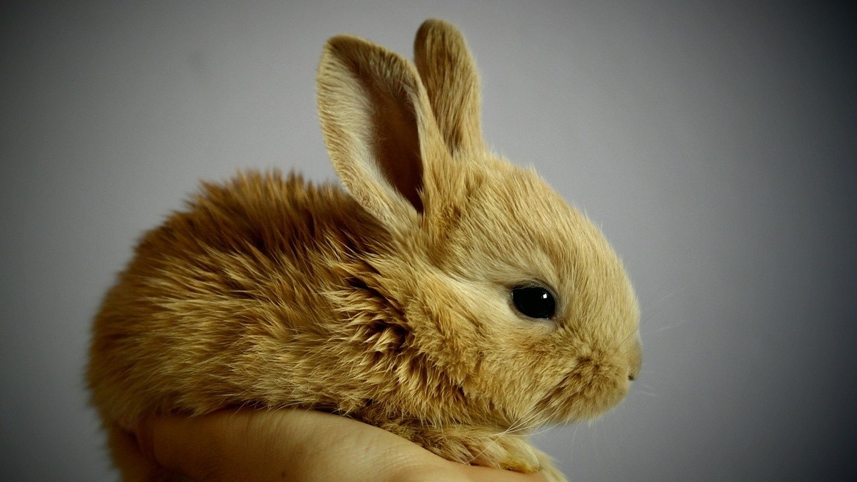 How long do domestic rabbits live? This is their life expectancy