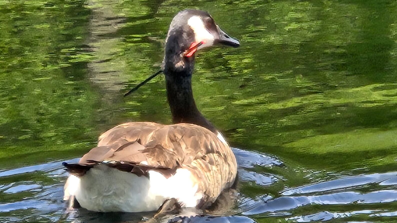 Canada goose released back into the wild after an arrow was pulled from ...