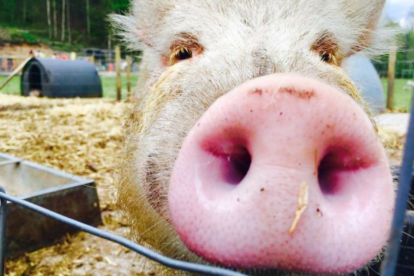 Free Greater Manchester attraction introduces entry fee, but visitors ...