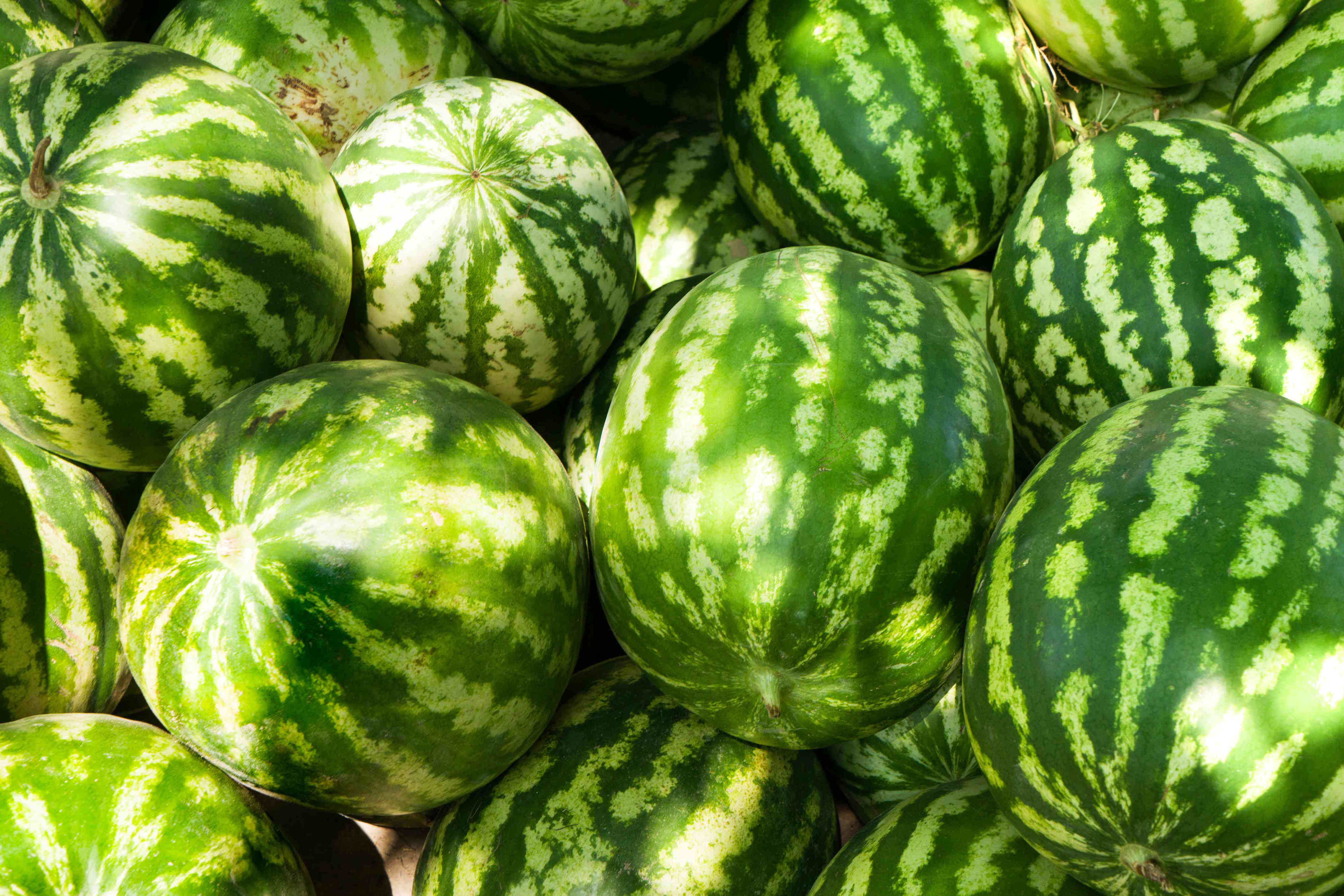 The best way to store whole watermelon, according to farmers