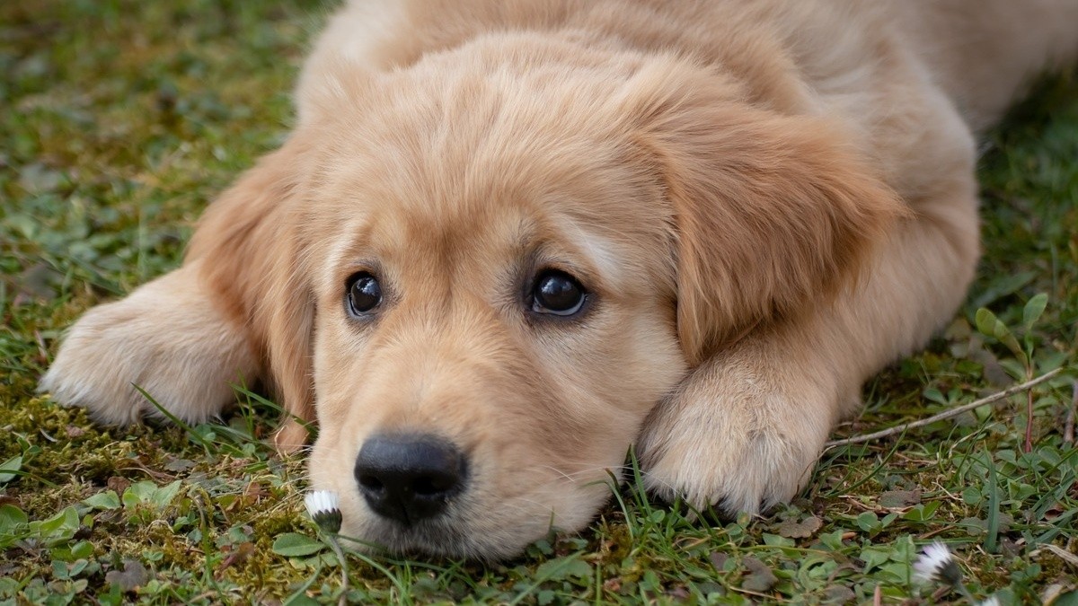 12 things dogs do for their owners before they die because they don't ...