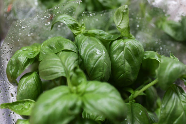 The Foolproof Guide to Growing Endless Fresh Basil
