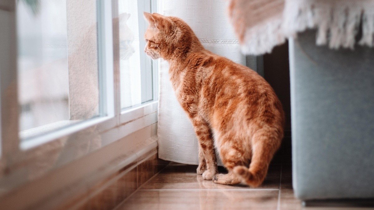 8 original name ideas for a stylish and pretty orange cat