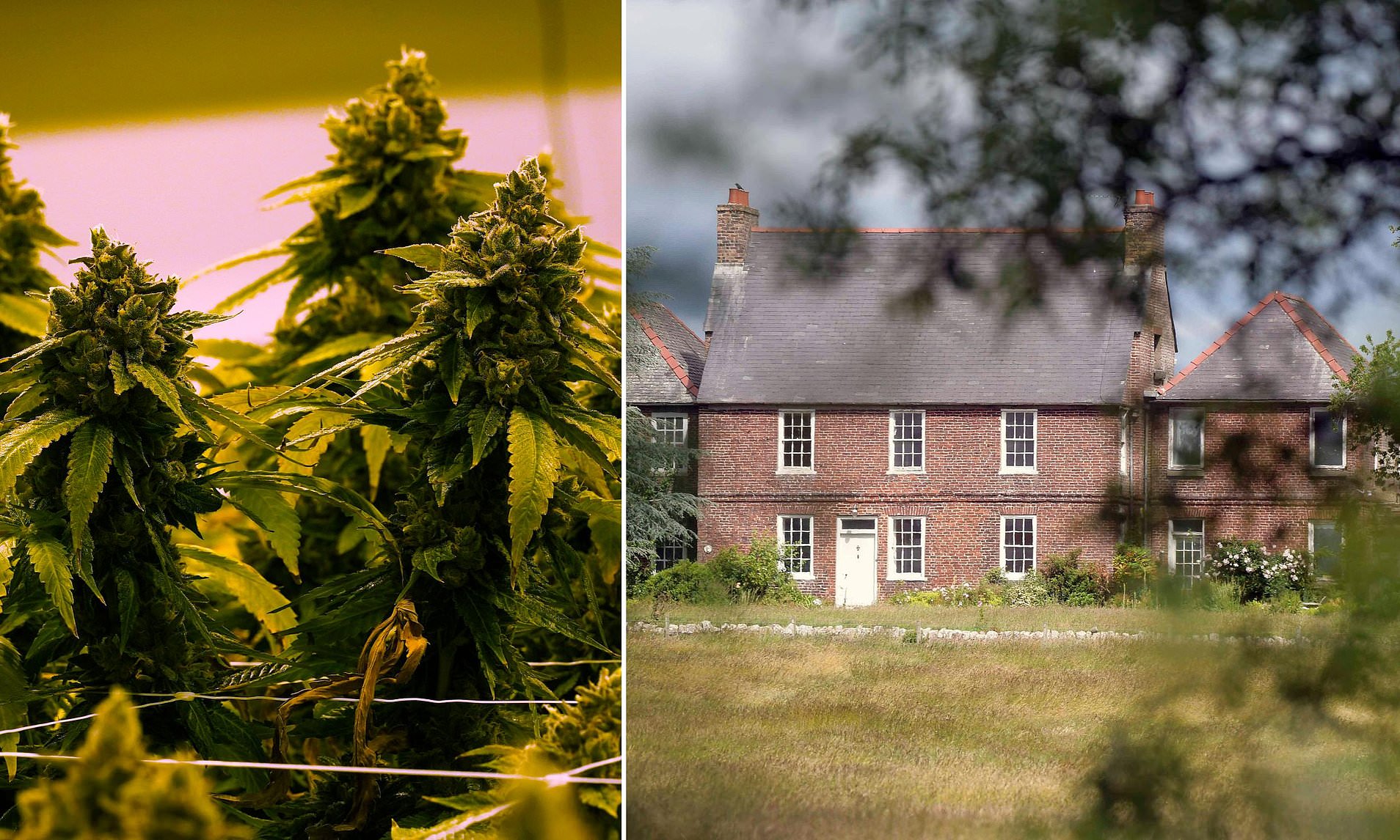 SNP politician, 71, charged after police discover £1/2million cannabis ...