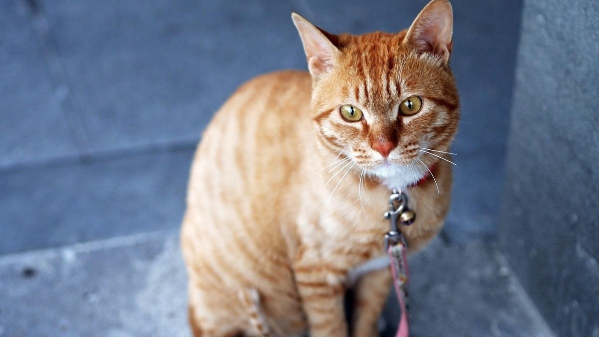 8 original name ideas for a stylish and pretty orange cat