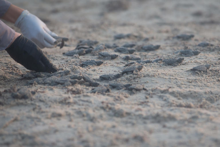 First 2026 Kemp's ridley sea turtle release scheduled June 18 at PINS
