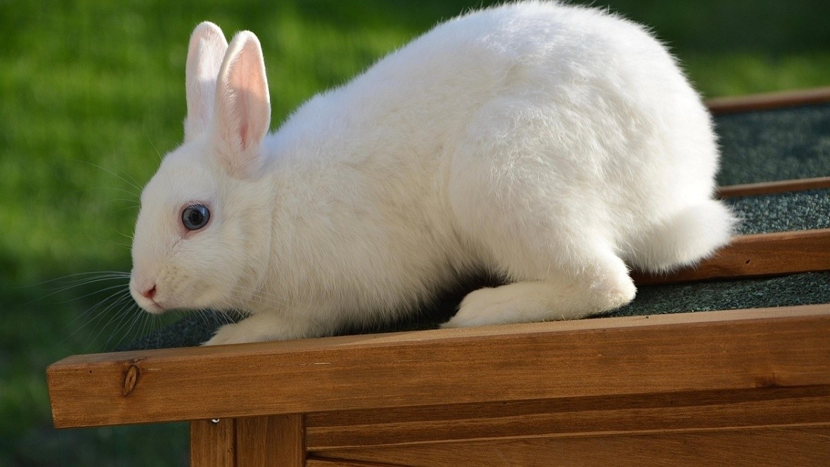 How long do domestic rabbits live? This is their life expectancy