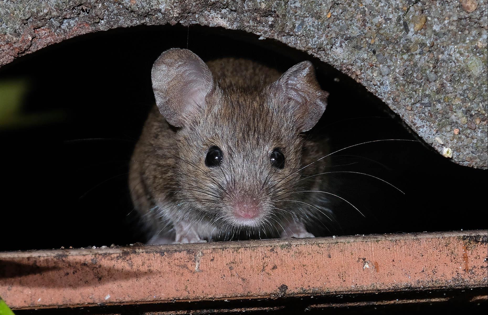 The 18 Most Common Backyard Pests (And How To Stop Them)