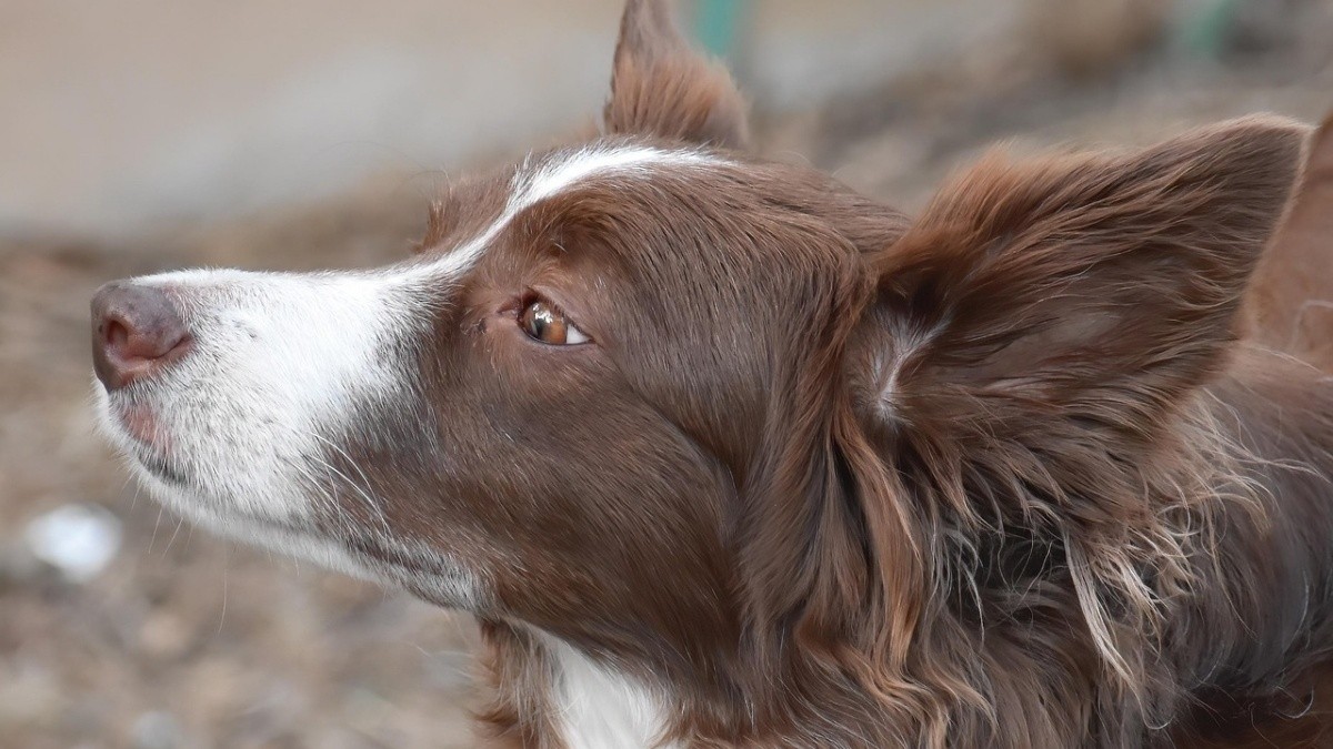 What does my pet feel when I'm sick?