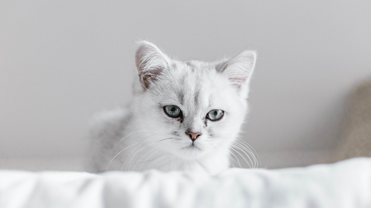 What does my pet feel when I'm sick?