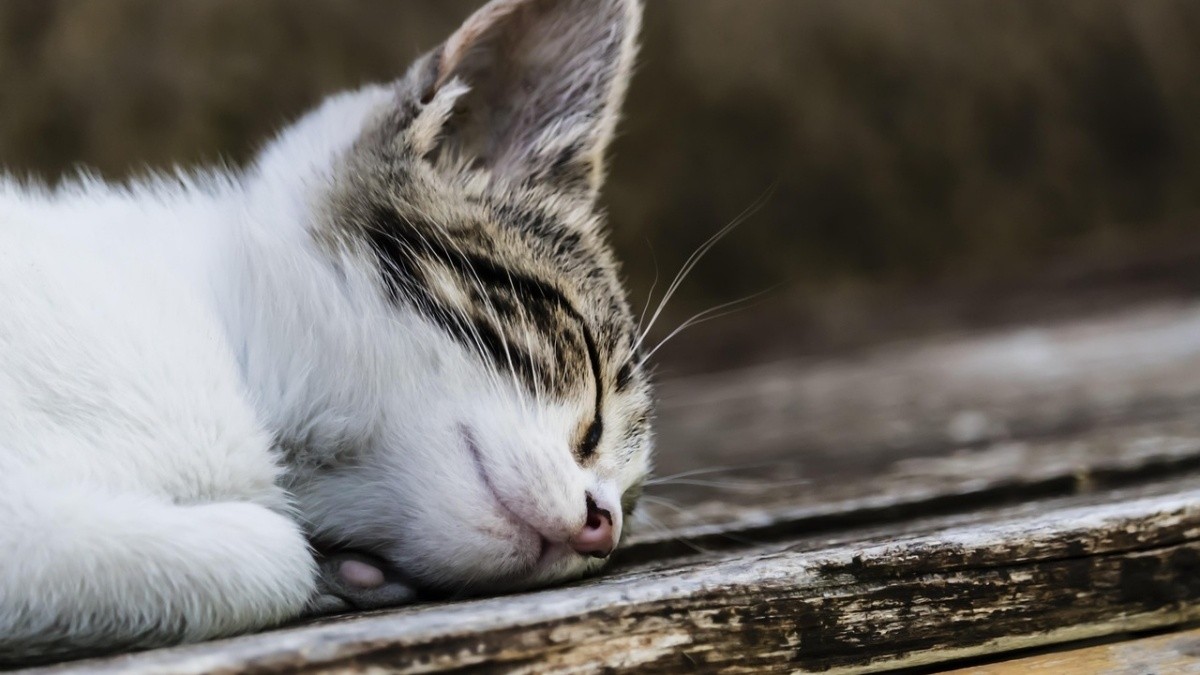 What does my pet feel when I'm sick?