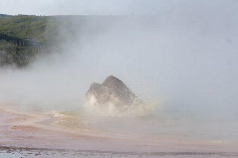 Bison gruesomely boils to death in Yellowstone hot spring in front of ...