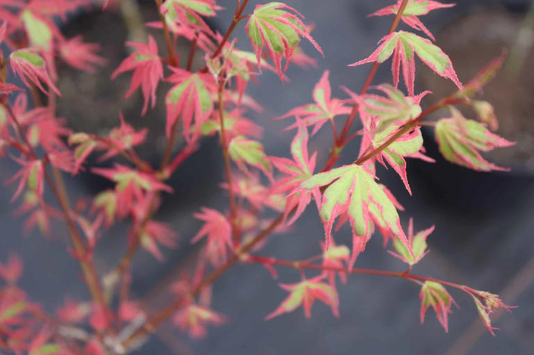 Guía completa para tener un árbol de arce japonés: cuidados, plantación ...