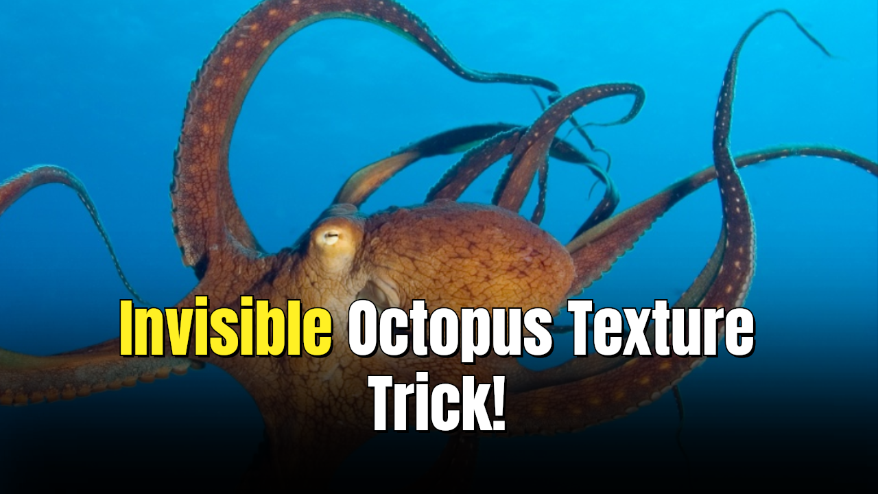 8 Fascinating Octopus Behaviors You've Probably Never Heard Of