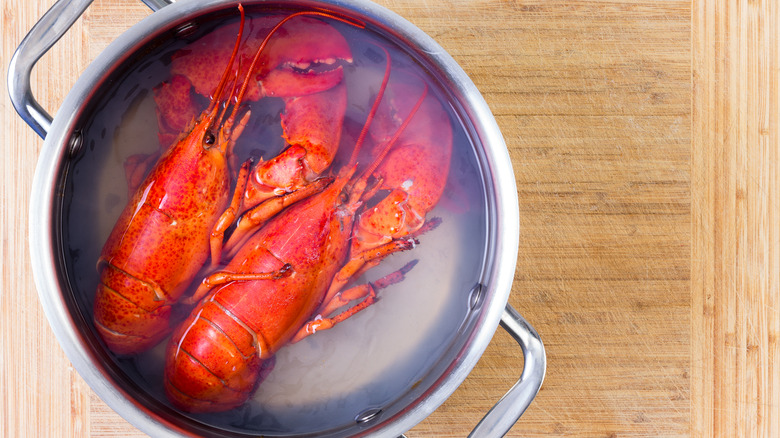 Do Lobsters Scream When You Boil Them?