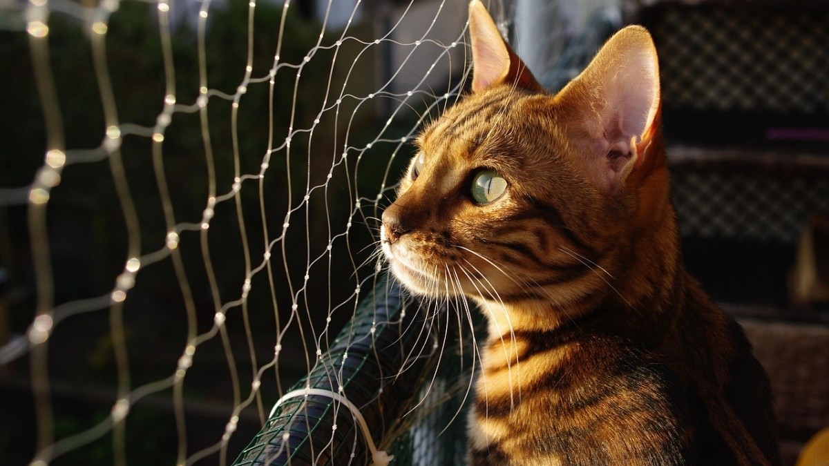 4 cat breeds that don't live that long and 4 with a long life expectancy