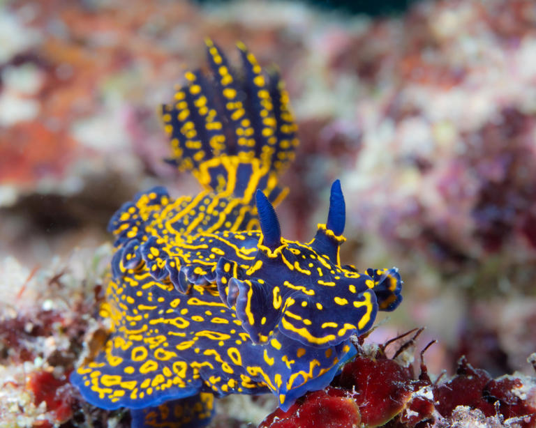 Bailey-Matthews National Shell Museum and Aquarium reveals new colorful ...