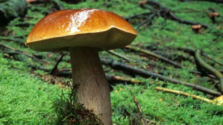 Guía completa para cuidar plantas culinarias en maceta: consejos y trucos