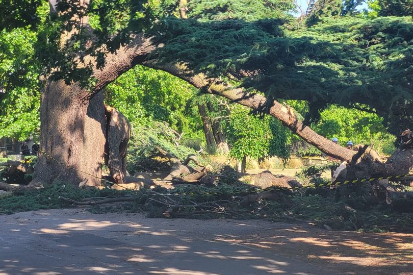 Girl, 7, dies in park tree collapse tragedy with another critical