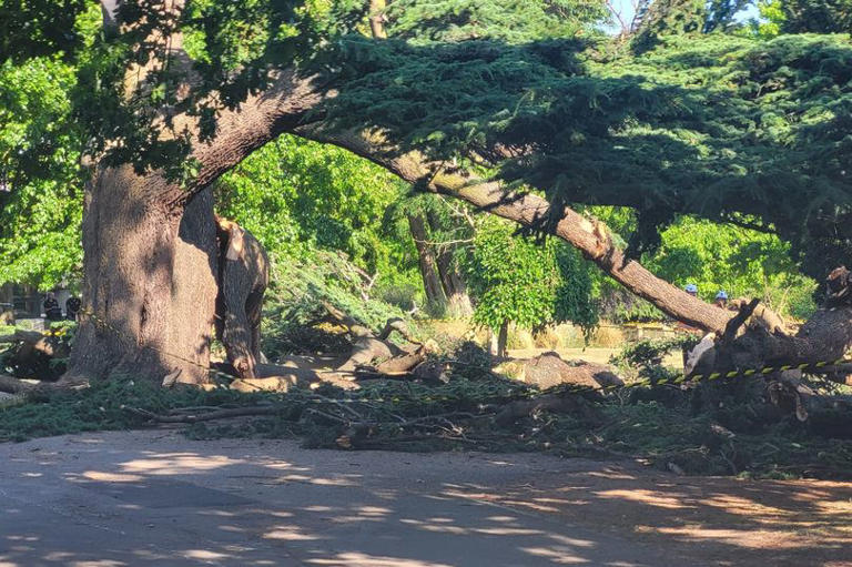 Update on girl, 6, in 'very serious' condition after tree fall which ...