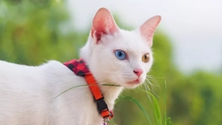 7 Fakta Menarik tentang Kucing Putih yang Jarang Diketahui