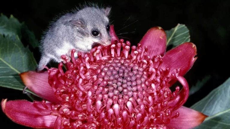 10 fascinating mammals that are small enough to fit on your palm